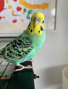 Your Guide to Budgie Colors: What Color is Your Budgie? - The Budgie ...