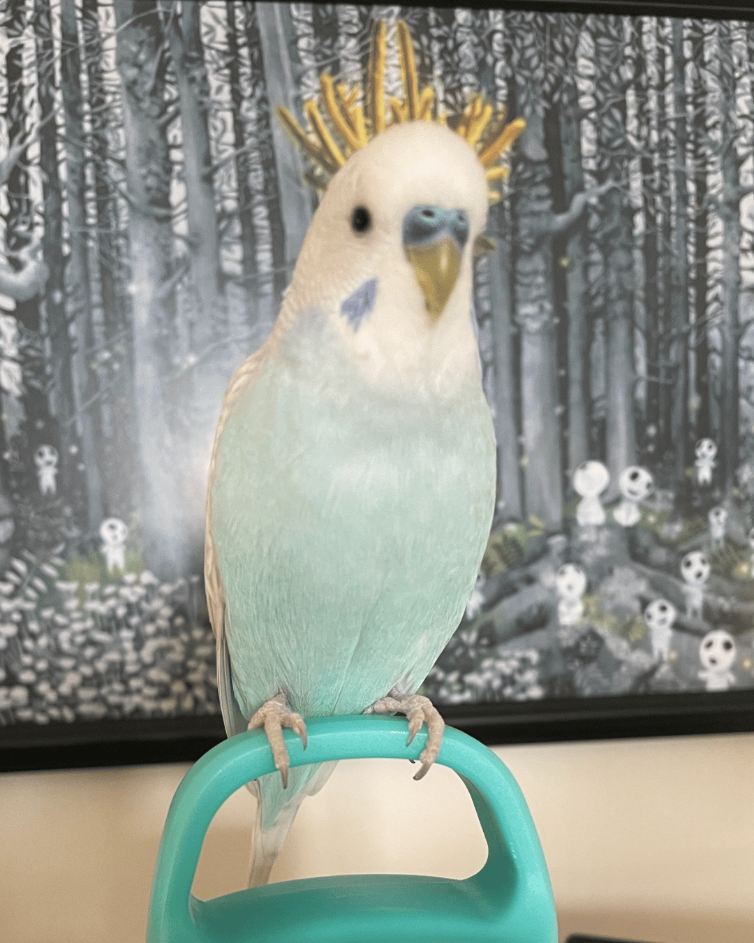 Your Guide to Budgie Colors: What Color is Your Budgie? - The Budgie ...