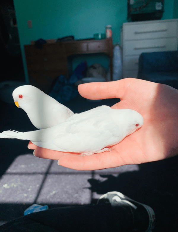 Your Guide to Budgie Colors: What Color is Your Budgie? - The Budgie ...