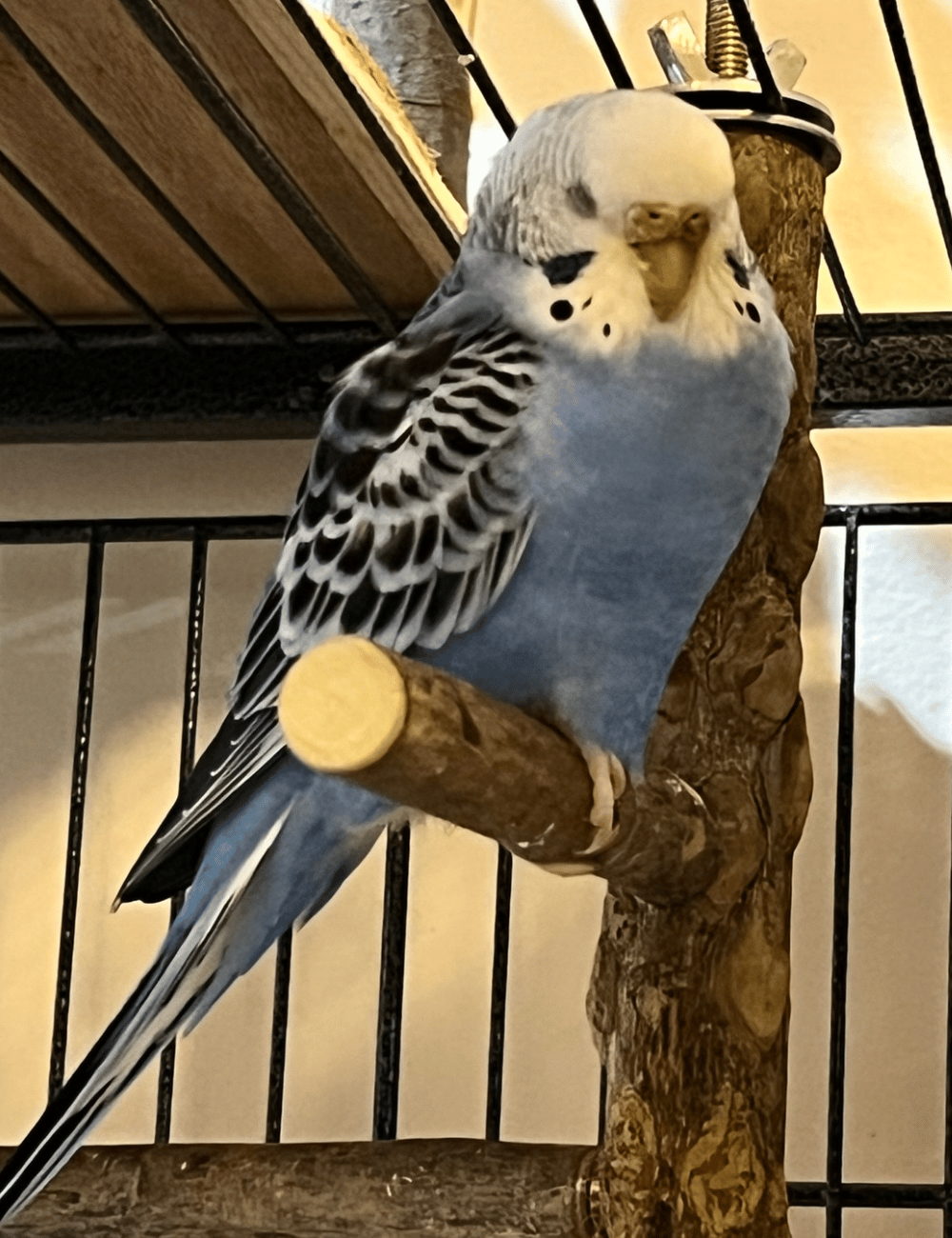 Your Guide to Budgie Colors: What Color is Your Budgie? - The Budgie ...
