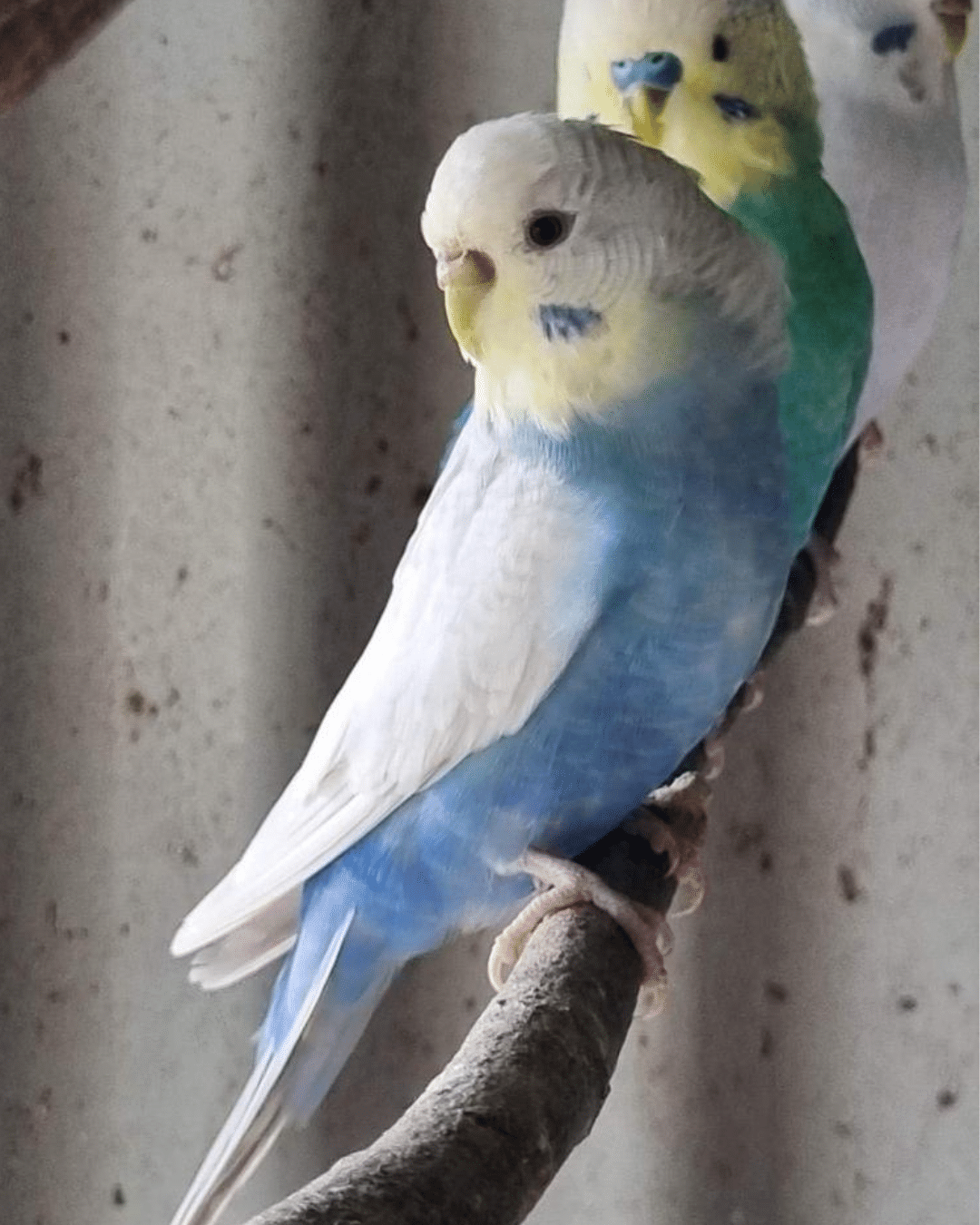 Your Guide to Budgie Colors: What Color is Your Budgie? - The Budgie ...