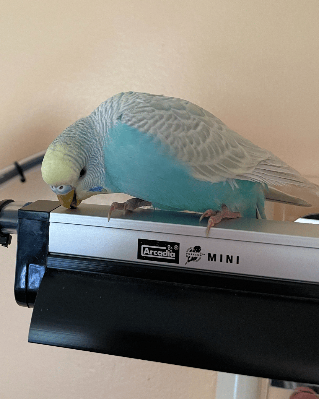 Your Guide to Budgie Colors: What Color is Your Budgie? - The Budgie ...