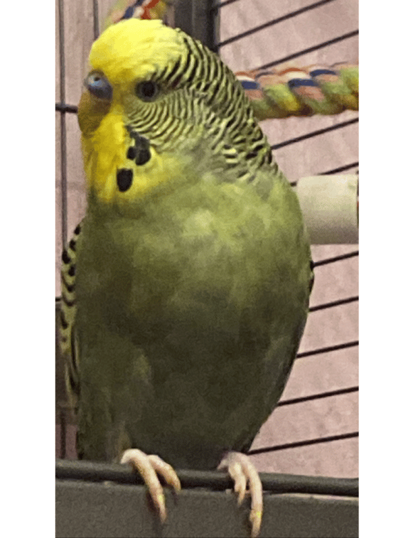 Your Guide to Budgie Colors: What Color is Your Budgie? - The Budgie ...