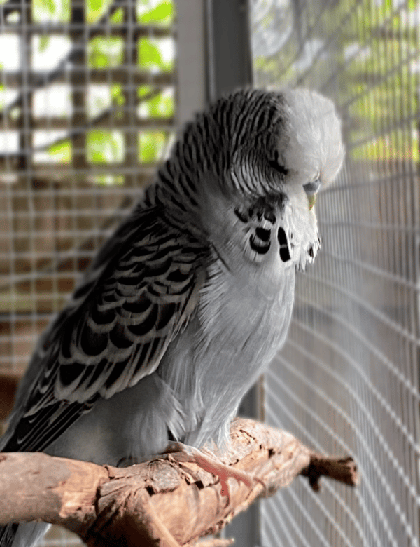 Your Guide to Budgie Colors: What Color is Your Budgie? - The Budgie ...