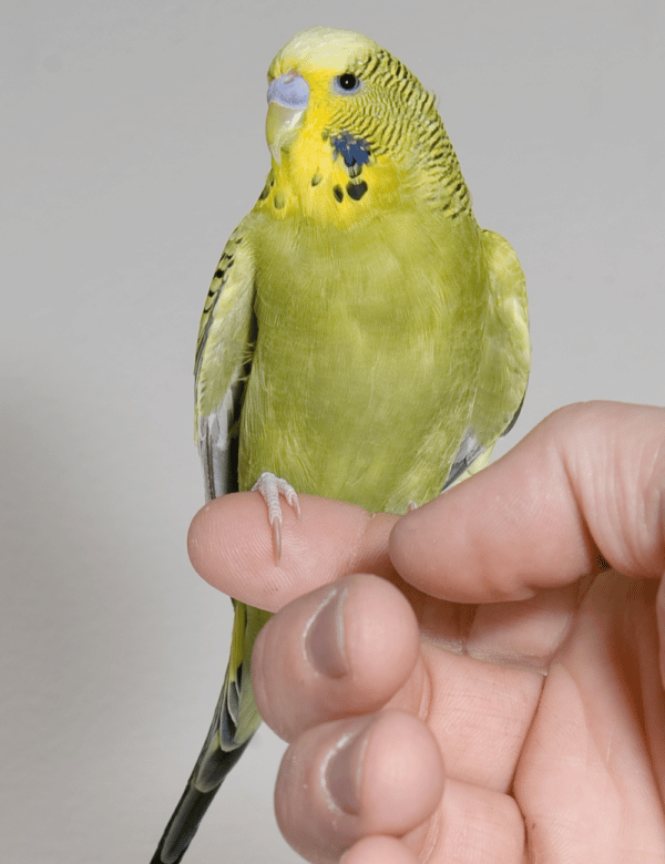 Your Guide to Budgie Colors: What Color is Your Budgie? - The Budgie ...