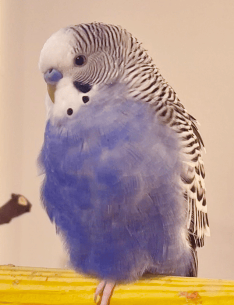 Your Guide to Budgie Colors: What Color is Your Budgie? - The Budgie ...
