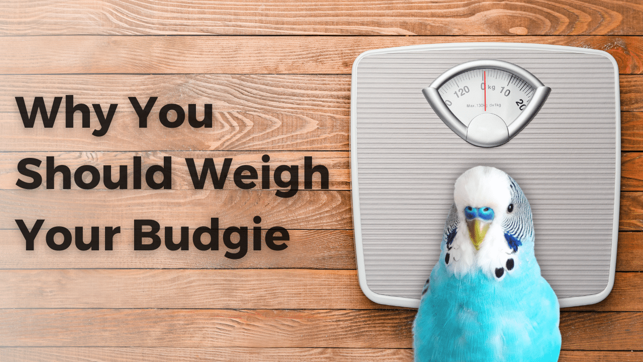 Budgie Basics Archives - The Budgie Academy