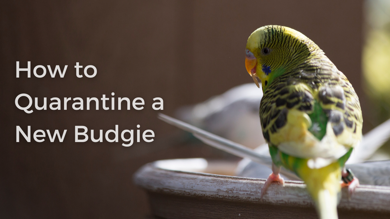 Home - The Budgie Academy